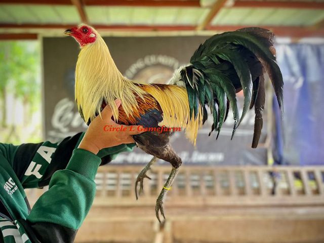Circle L gamefarm