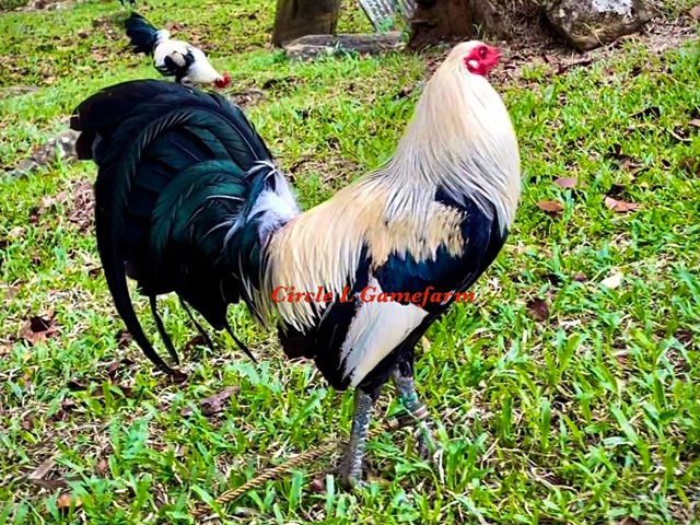 Circle L gamefarm